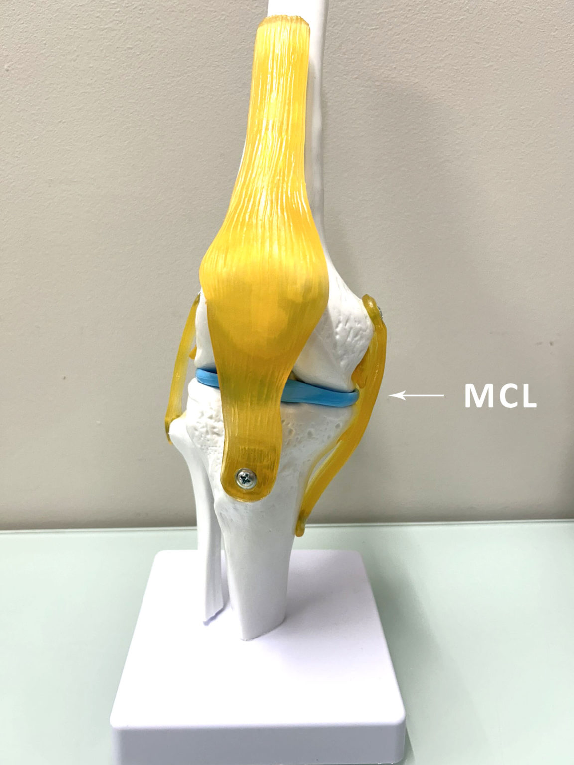 Medial Collateral Ligament (MCL) Injury and Rehabilitation